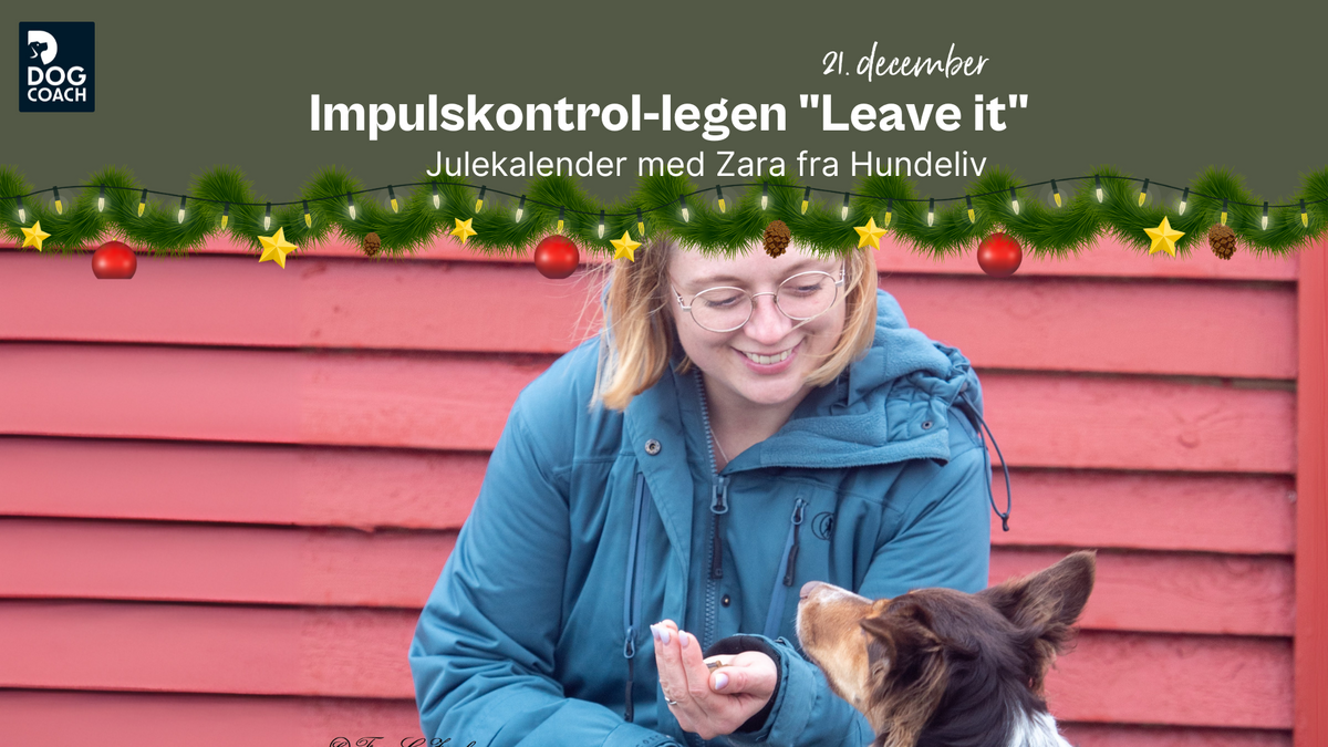 Julekalender med Hundeliv | Låge 21 - Impulskontrol-legen "Leave it" – DogCoach