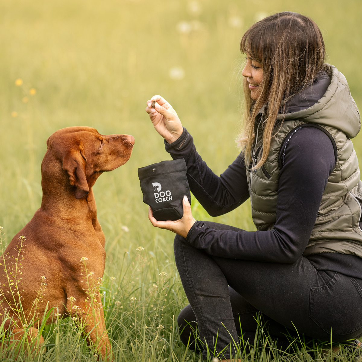 6 things the dog must not eat – DogCoach