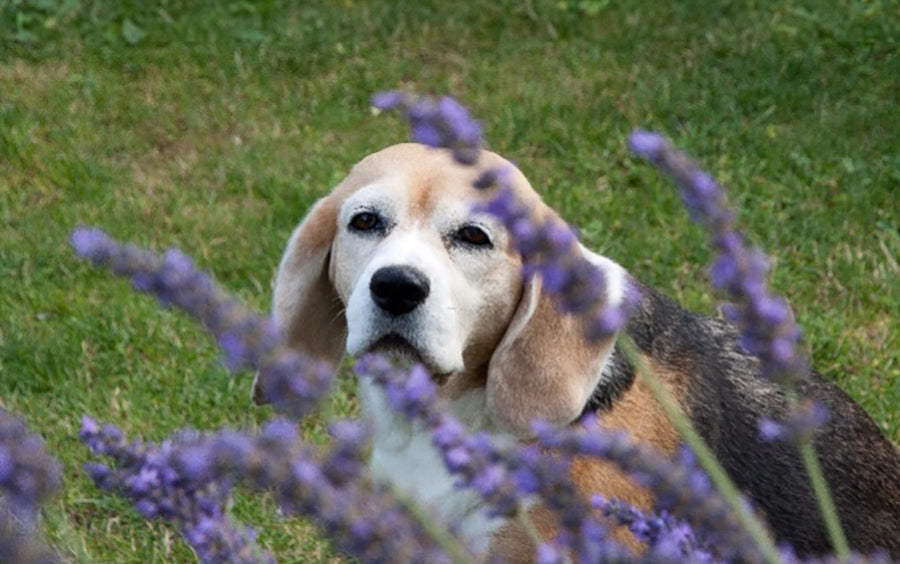 It doesn't do anything... – DogCoach