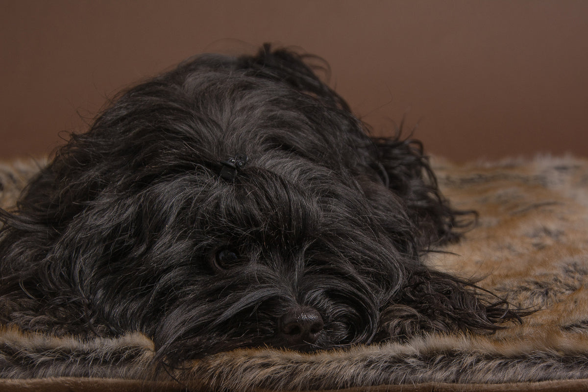 What does it really mean to bring your dog to work every day? – DogCoach