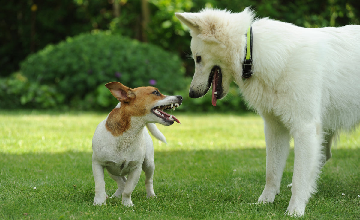 Mini guide - part 1: Considerate meeting - between dog and dog – DogCoach