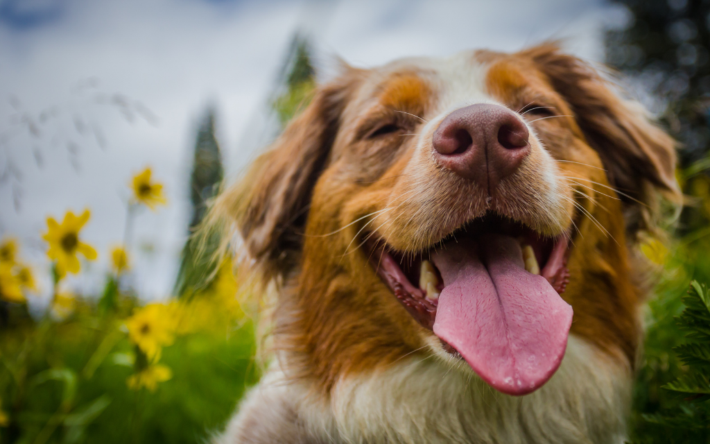5 Tips on Safety in the Summer Heat – DogCoach