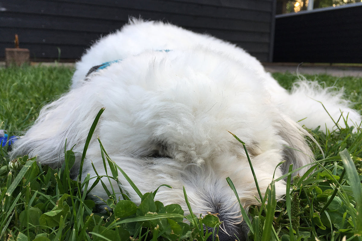 Making a difference to your dogs – DogCoach