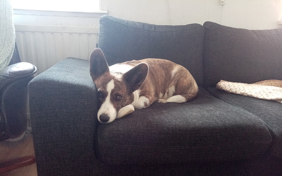 Self-sufficiency for all dogs... – DogCoach