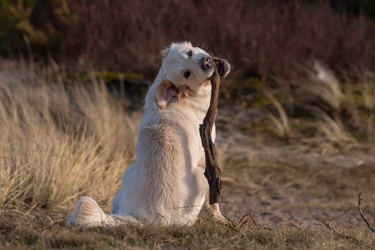 Hvornår gør vi op med "kassetænkningen" som hundeejere? – DogCoach