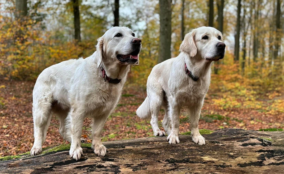 Det fede hundeliv: Er din hund sund eller rund? – DogCoach