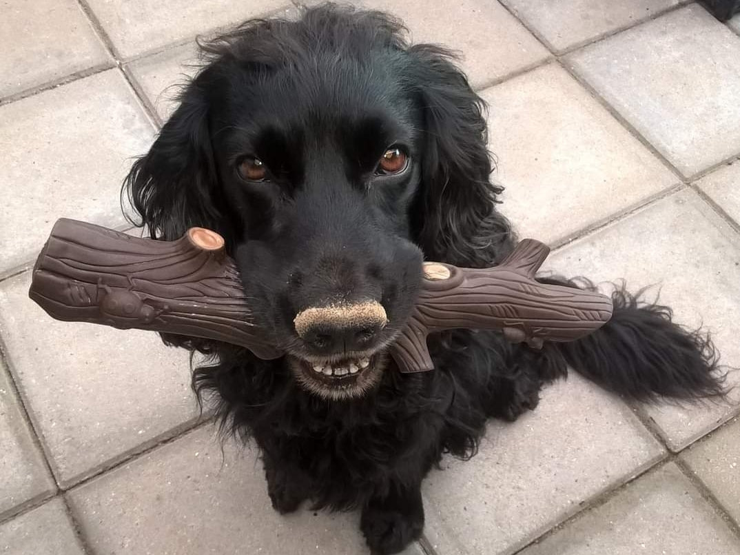 The important choice of breed – DogCoach