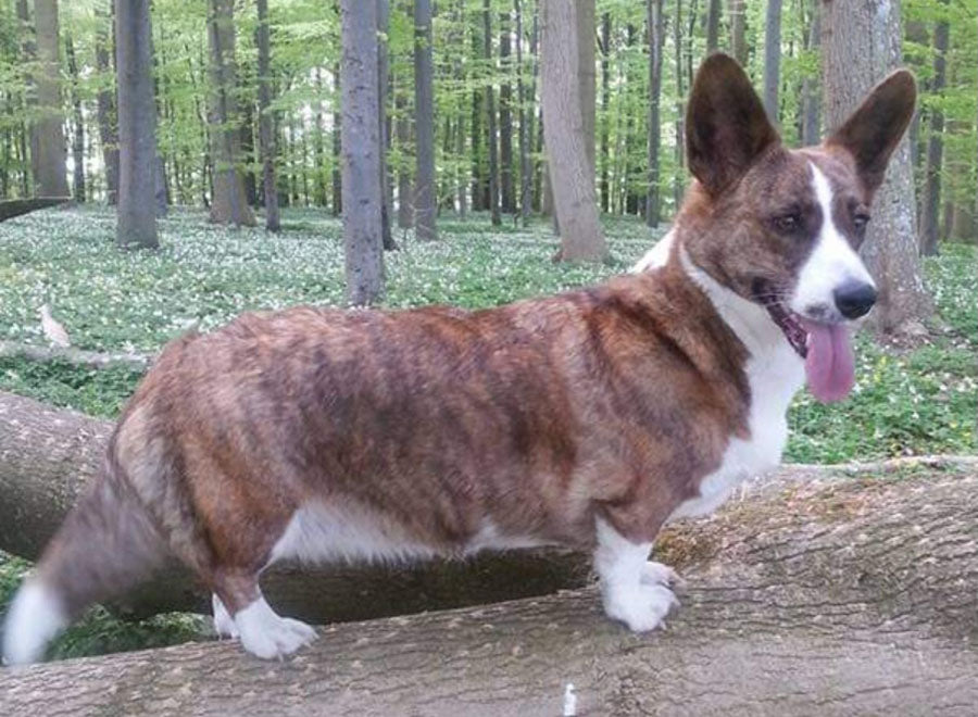 A tribute to everyday dog heroes – DogCoach