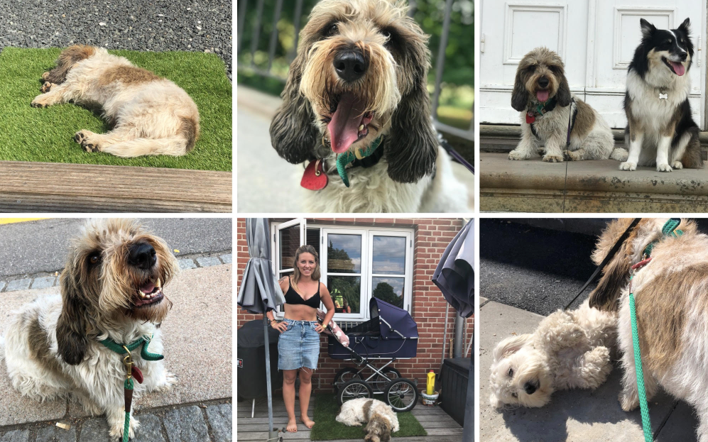 Jeg vil gerne være bedre – DogCoach