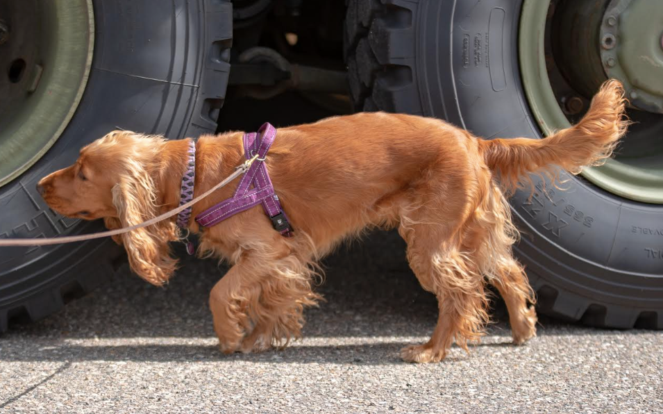 Remember dog activities should be fun for both parties – DogCoach