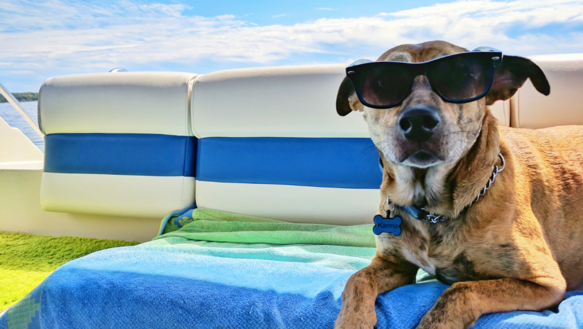 Summer activities with your dog – DogCoach