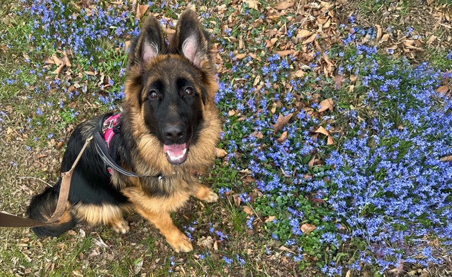 First-time dog owner – DogCoach