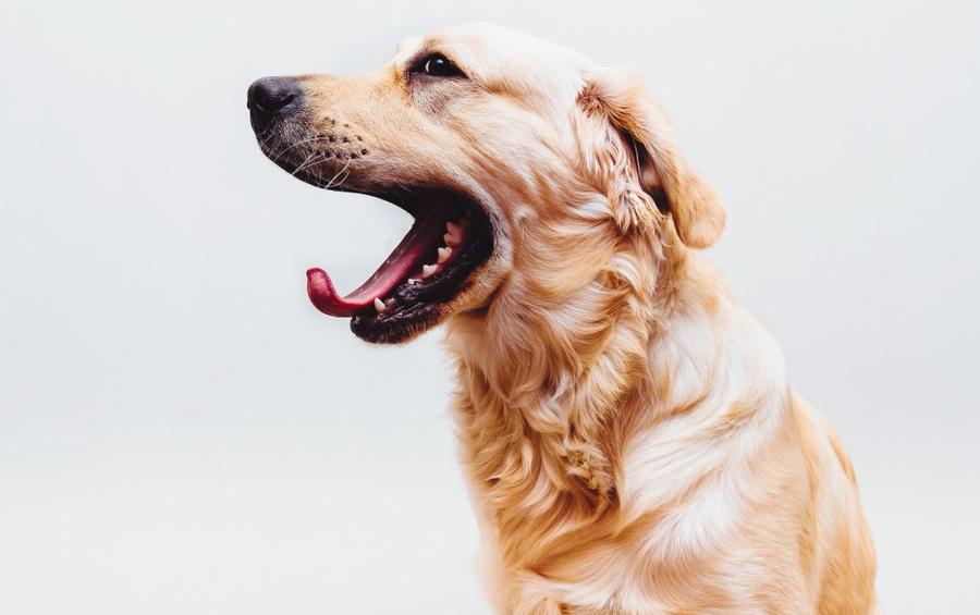 Liebt dein Hund dich? – DogCoach