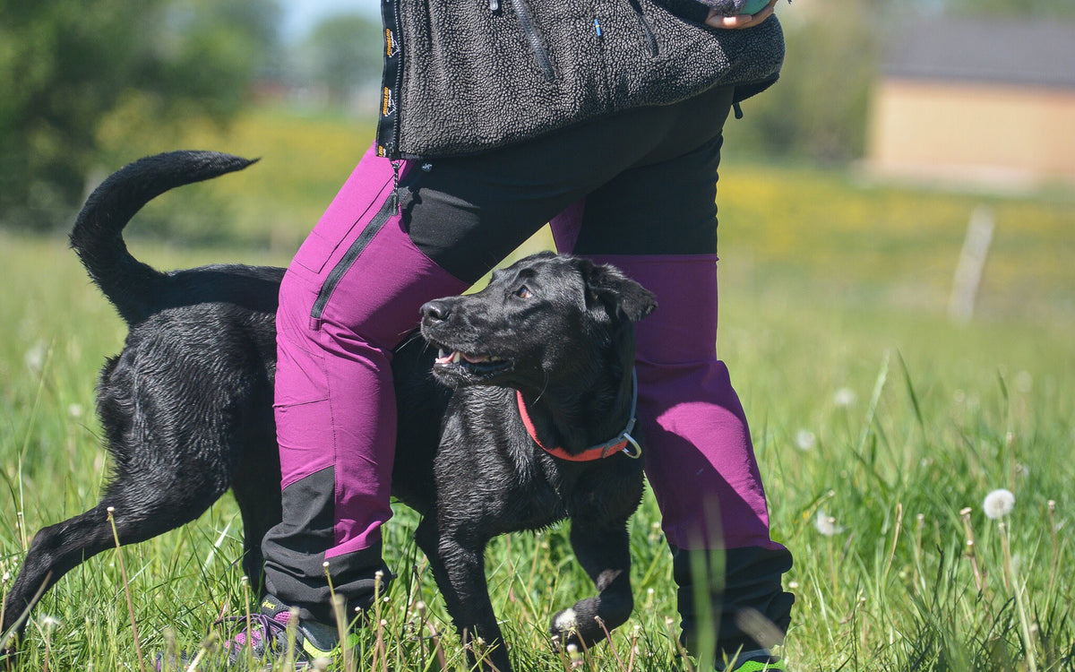 About walking the dogs. – DogCoach