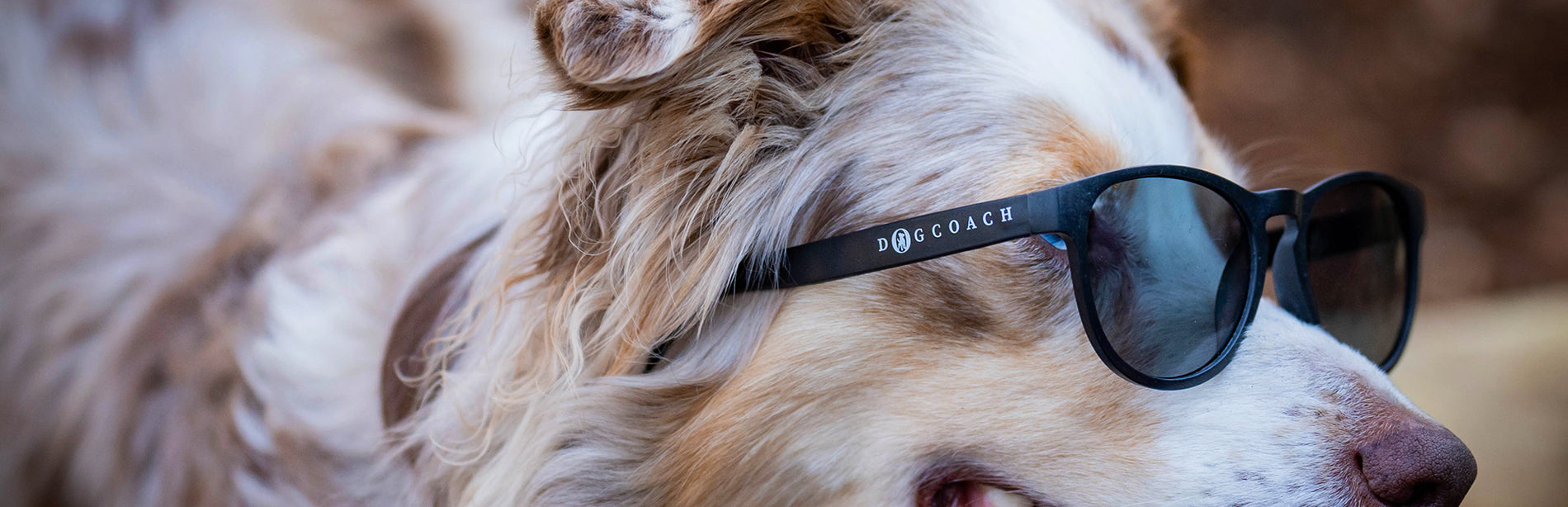 Accessories – DogCoach